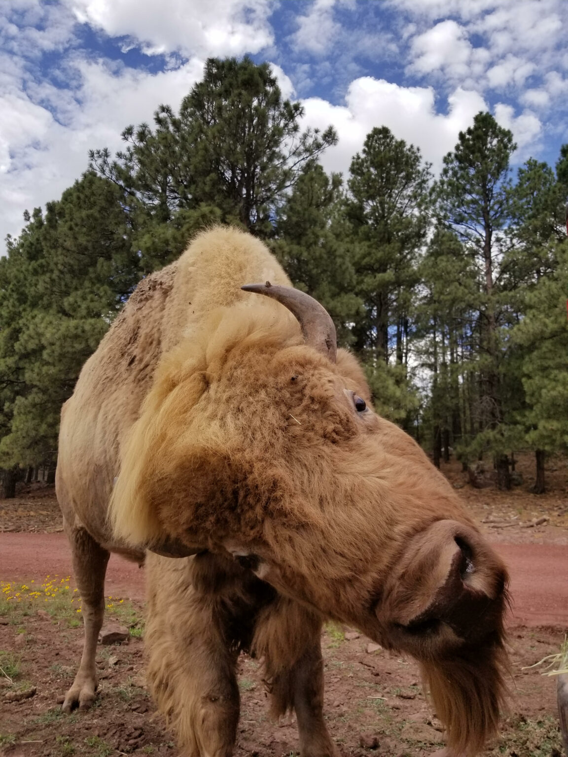 White Bison | Bearizona