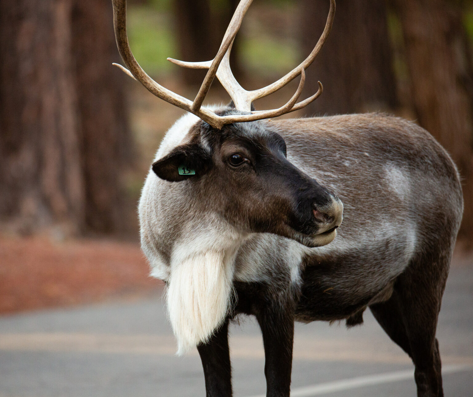 Reindeer | Bearizona